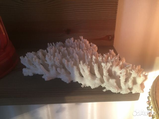 Корал Ллойс 15-20