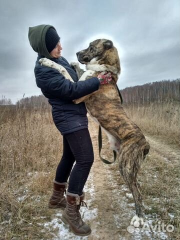 Тигр Тагир в дар