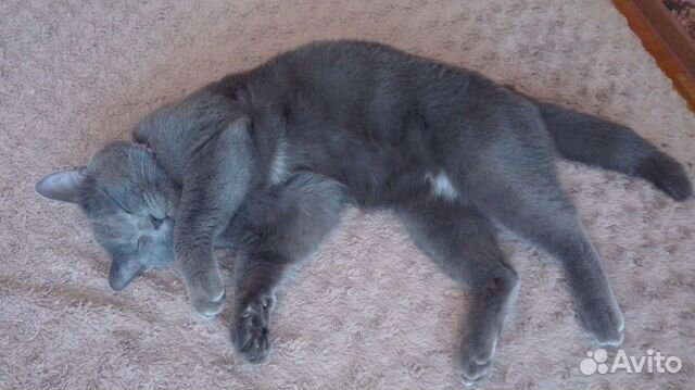 Отдам котика в хорошие руки