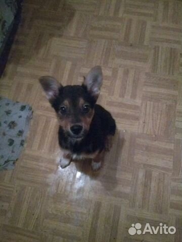 Отдам собачку зовут Дина