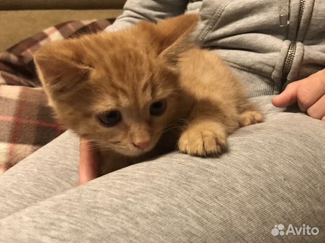 Котенок Платон в добрые руки