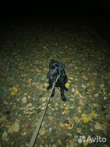 6 месяцв щенок лобрадора
