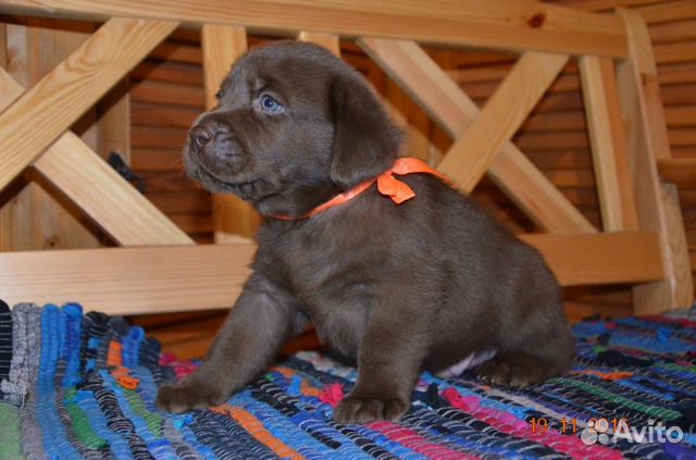 Детки ждут новые семьи