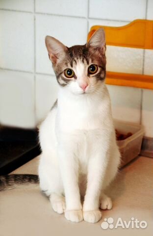 Котенок подросток мальчик