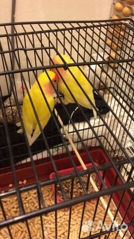 Попугай неразлучник