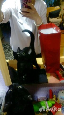Котенок