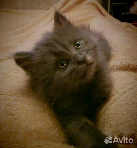 Отдам котенка в добрые руки