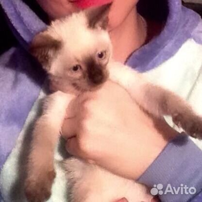 Котик,сиамский 3 месяца
