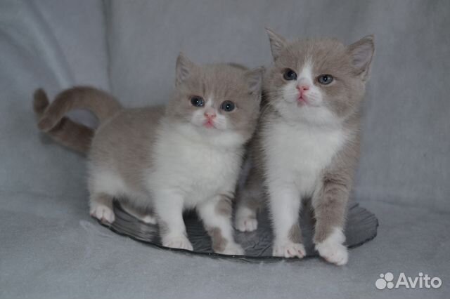 Британские лиловые с белым биколоры