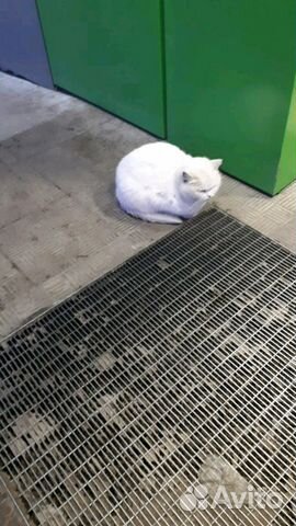 Котик белый Ангорский