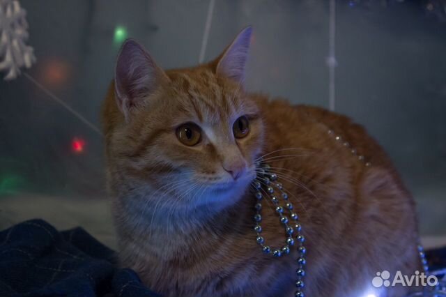 Рыжий котеночек Вжик