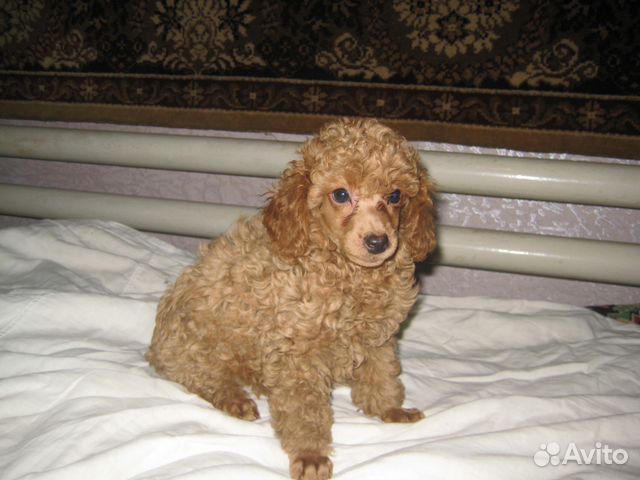 Пудель миниатюрный и той м