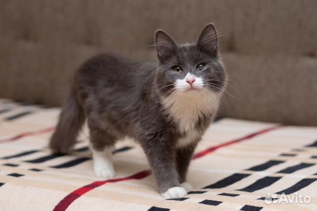Котенок Дымок