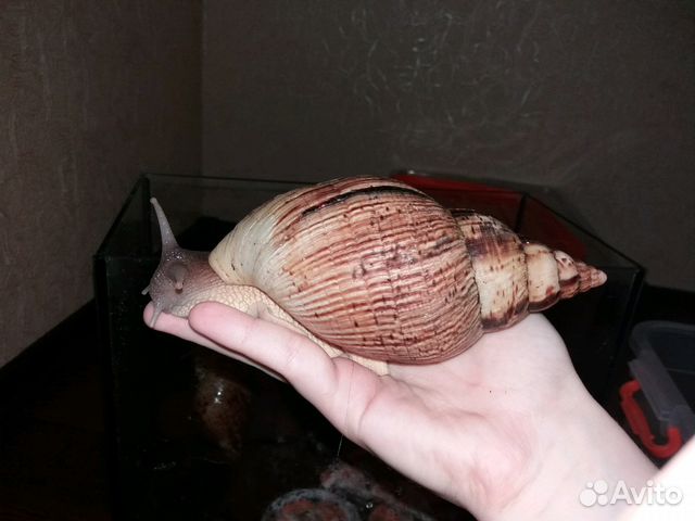 Улитка ахатина