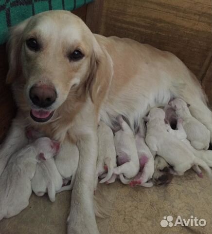 Милейшее создание Золотистый Ретривер
