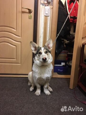 Корги-дворняжка