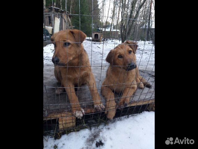 Щенки рыжики ищут дом и семью