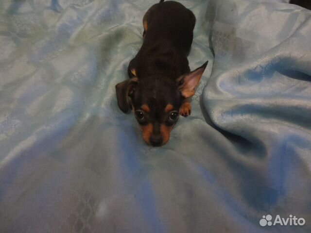 Продам щенка