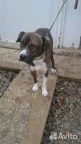 Метис Стафорда