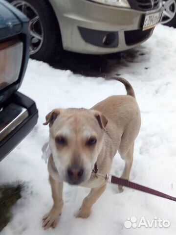 Собака потеряшка