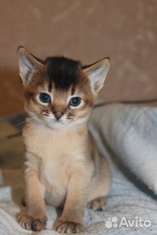Котята абиссинские
