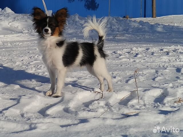 Мальчишки в поисках дома
