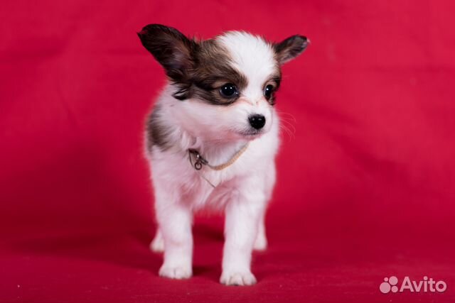 Девочка куколка