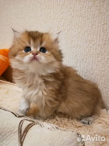 Золотая кошечка