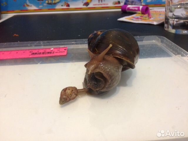 Улитка ахатина фулика стандарт