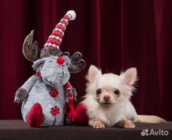 Красивый новогодний ребетёнок