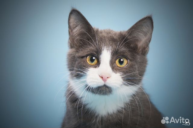 Отдам котенка в добрые руки(мальчик)