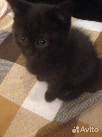Котёнок 2 месяца Девочка очаровашка