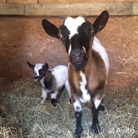 Камерунская карликовая коза и козленок