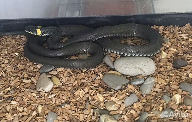 Ужи (змеи) Natrix natrix