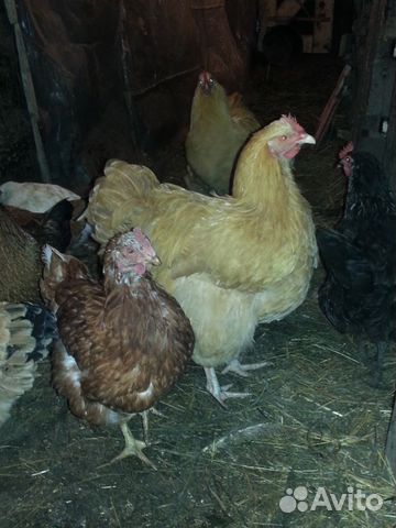 Гуси, индоутки, индейка, куры