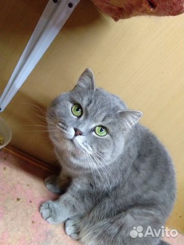 Крупная красотка с характером