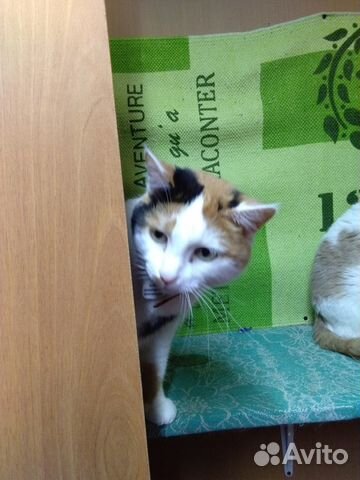 Трёхцветная интересная киса