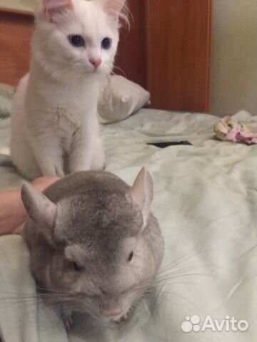 Шиншилла