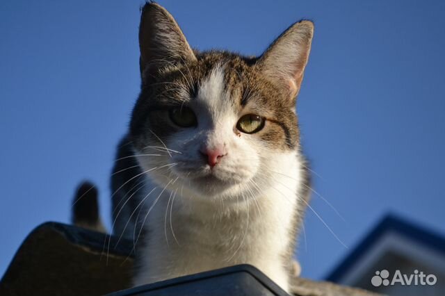 Кошечка в хорошие руки