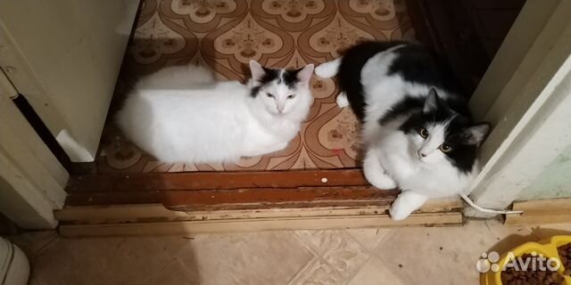 Пара, кот и кошка