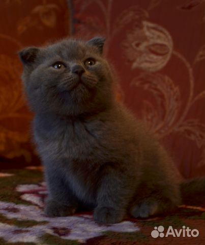 Британские котята