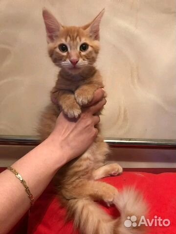 Котенок