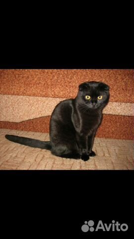 Два породистых кота Бирманский и Шотландский