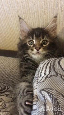 Котенок Мэйн кун
