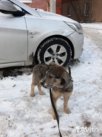 Ирланский волкодав. Щенок-девочка