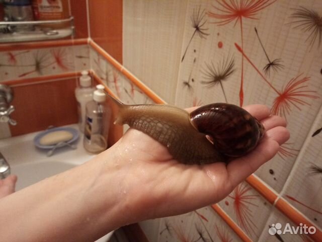 Отдам улиток в добрые руки