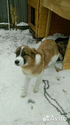 Щенок на охрану