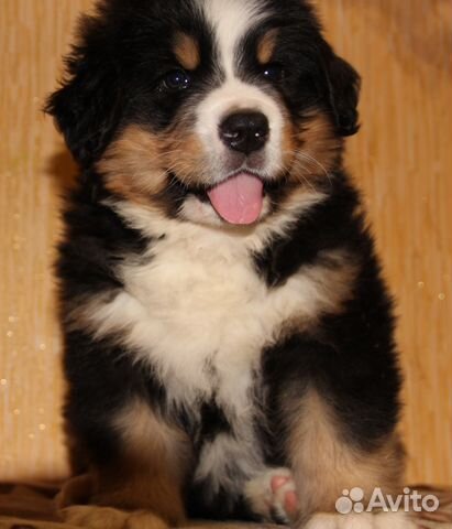 Продается мальчик бернского зенненхунда