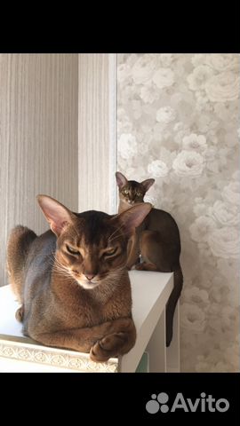 Абиссинская