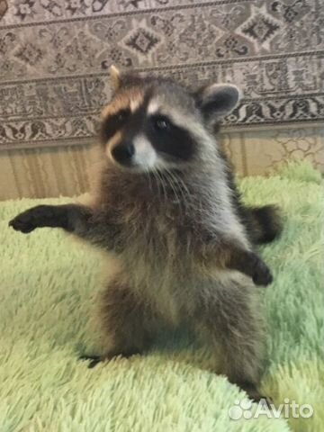 Енот полоскун,щенята ручные (Бронь) отправка по Ро